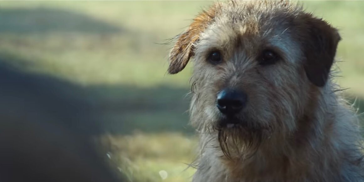 ‘Arthur the King’ Uses Man’s Best Friend To Tug at the Heart Strings